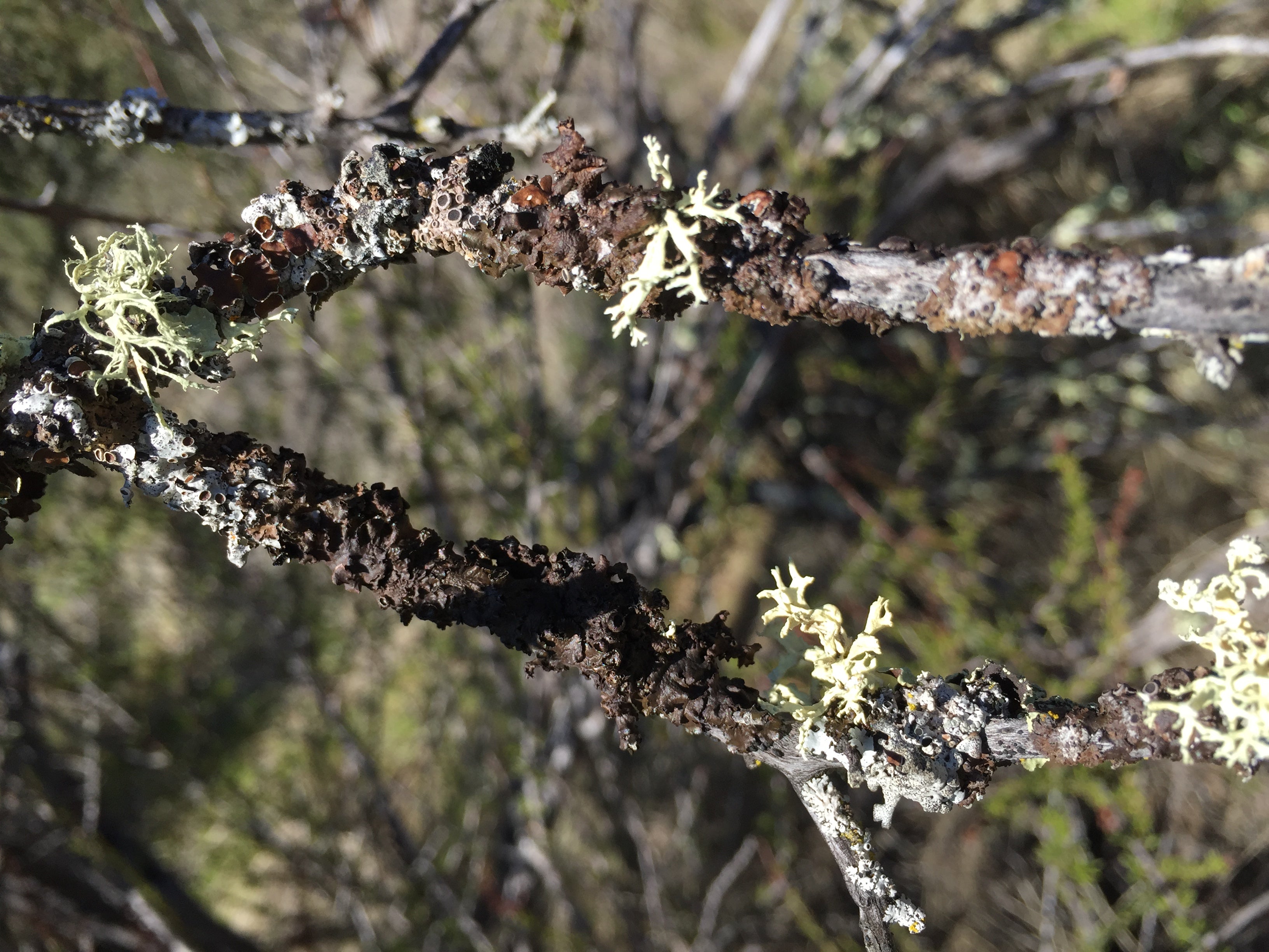 Lichens Slow to Return After Wildfire | UC Davis